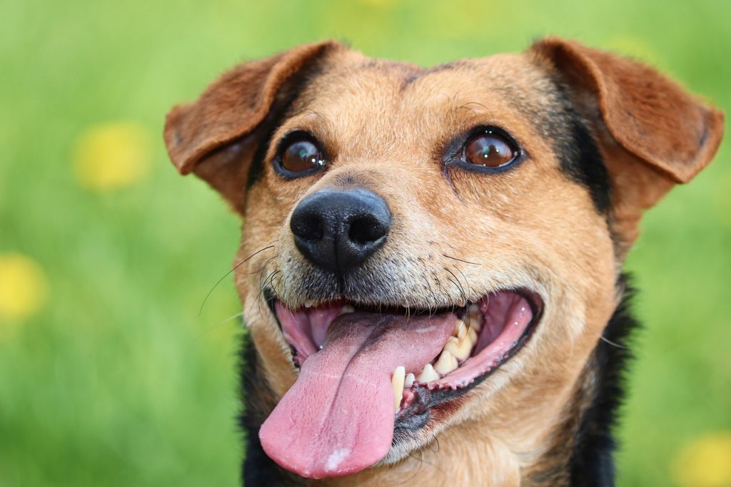 Vorbereitung – SOS for pets Bayern e.V.